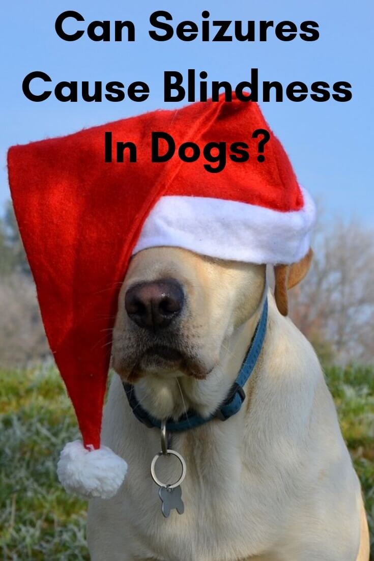 Can Seizures Cause Blindness In Dogs Labrador Loving Souls