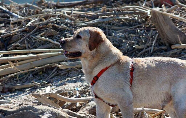 Labrador characteristics- 7 things you should know - Labrador Loving Souls