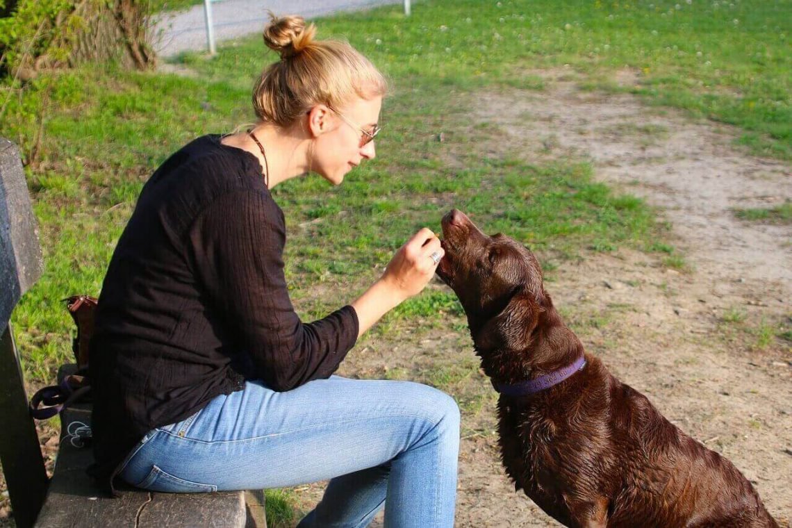 Labrador Training Tips- Great tips that work - Labrador Loving Souls