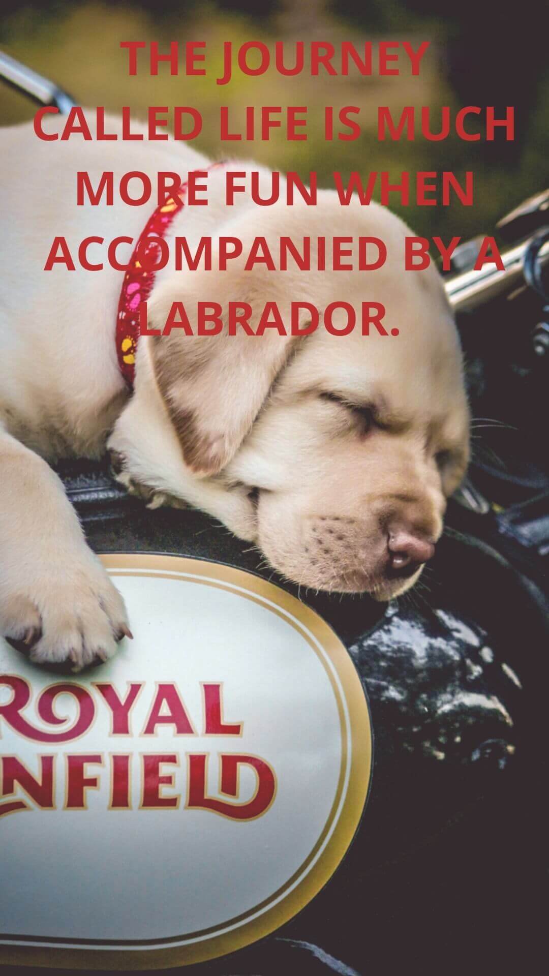 Labrador quotes- 15 quotes for every Labrador lover - Labrador Loving Souls