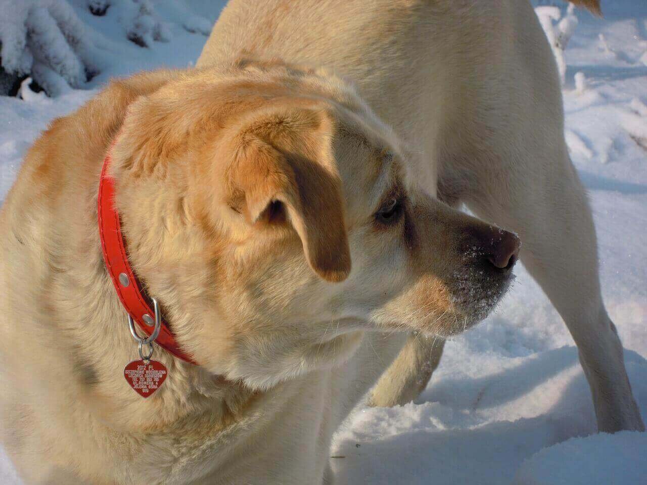 Dudley Lab- The special Labrador - Labrador Loving Souls