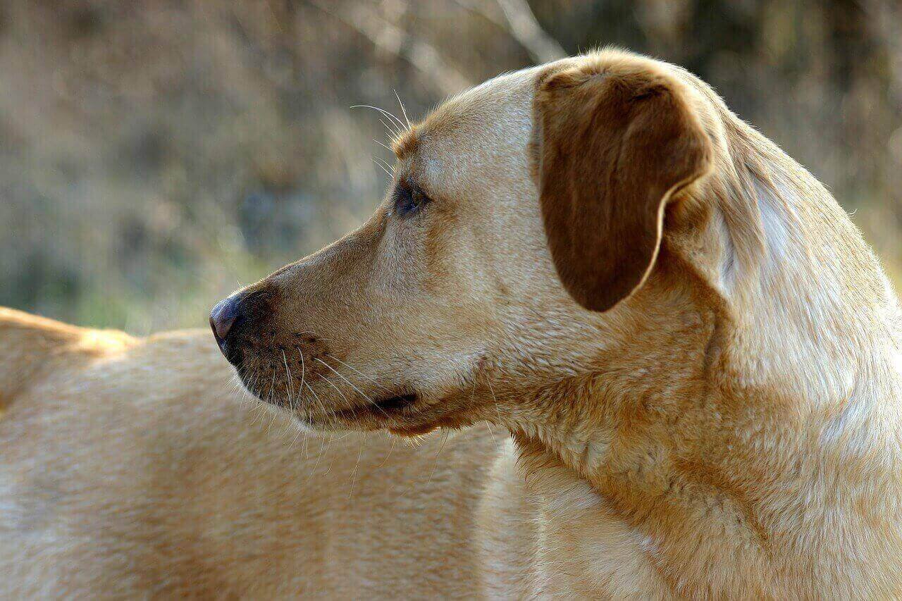 5 Things You Need to Know About The Golden Labrador - Labrador Loving Souls