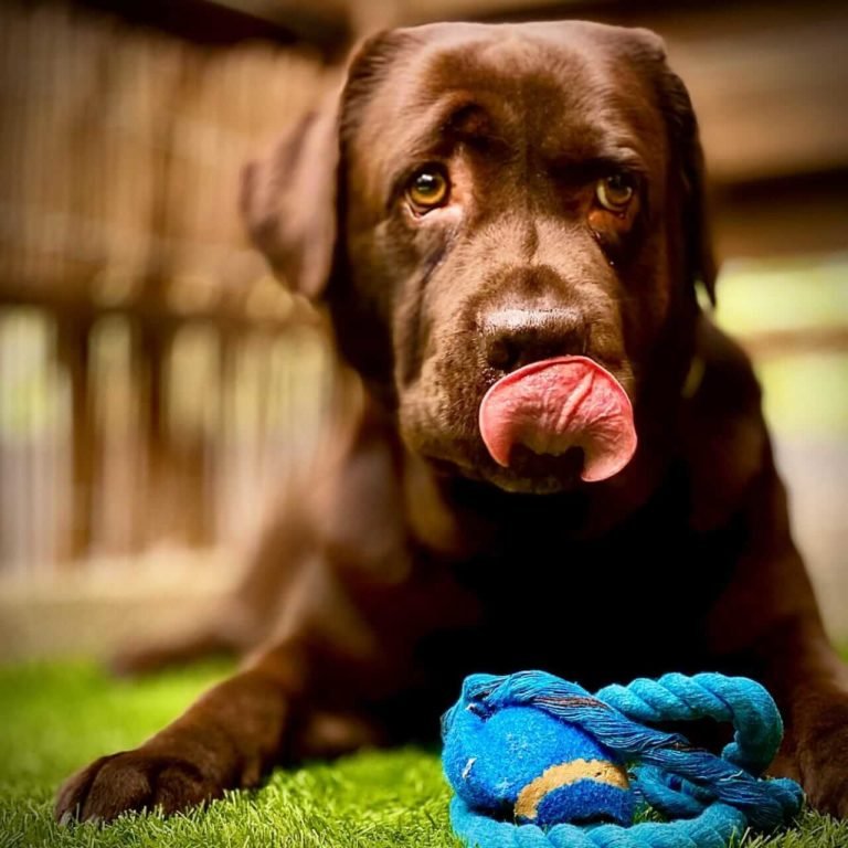 10 Amazing Facts About Labradors - Labrador Loving Souls