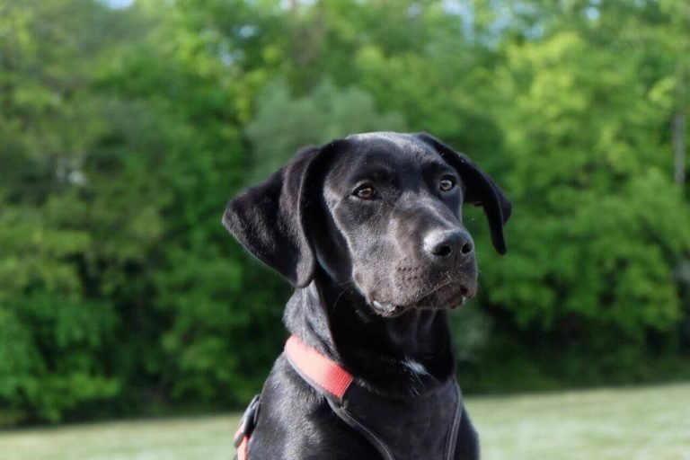 Are Labs Good With Kids?- All You Need To Know - Labrador Loving Souls