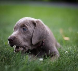 Blue Labrador- All You Need To Know About The Blue Labrador retriever ...